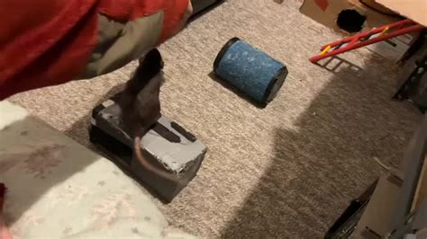 My Smart Pet Rat Cracker Combining Fetch With Walking Backwards On A