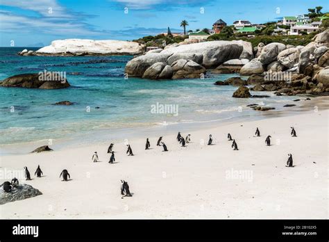 Colony Of African Penguins Boulders Beach Simons Town South Africa
