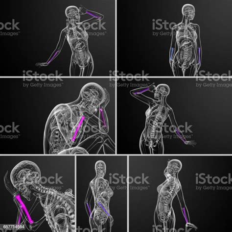 3d 렌더링 의료 일러스트 레이 션의 반경 뼈 3차원 형태에 대한 스톡 사진 및 기타 이미지 3차원 형태 건강관리와 의술
