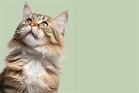 Torbugesic Injection Anivita