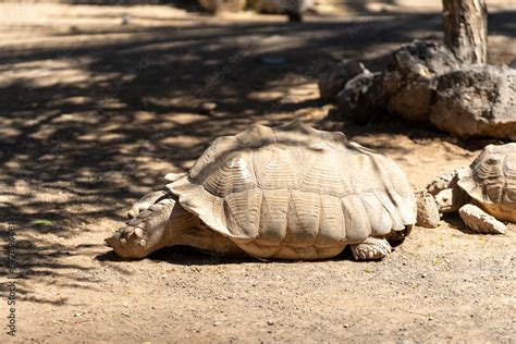 African Spurred Tortoise Centrochelys Sulcata Also Called The