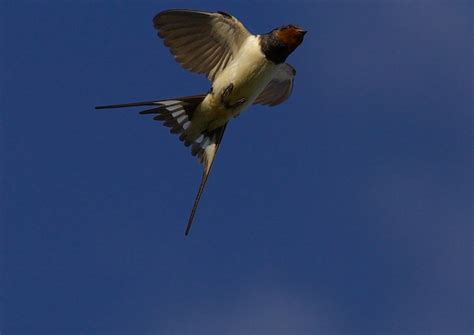 Ласточка в небе 37 фото красивые фото и картинки Pofoto Club
