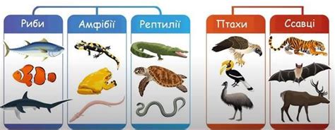 Практична робота №4 Порівняння будови кровоносної системи хребетних тварин