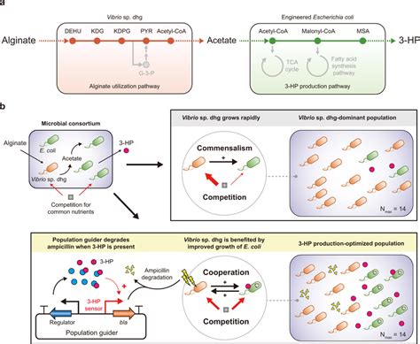 Overall Strategy Of Genetic Circuit Guided Acclimation Of The Microbial Download Scientific