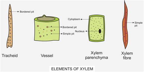 Xylem Fibres