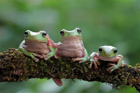 Download Three Tree Frogs Perchedon Branch Wallpaper