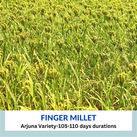 Types Of Millets A Comprehensive Guide To The 9 Different Varieties Of