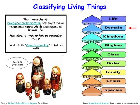 Biological Classification Scientific Taxonomy Lecture