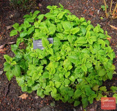 Мелисса лекарственная (Melissa officinalis) — описание, выращивание ...