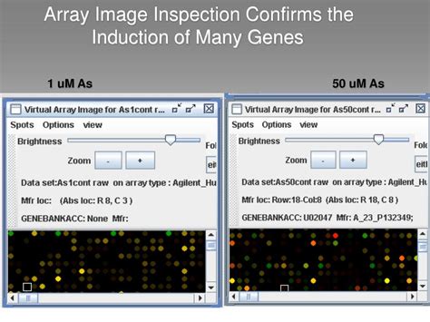 ppt microarray experiment design and data interpretation powerpoint