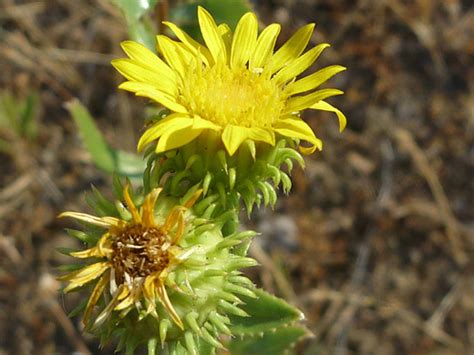 Great Valley Gumweed Grindelia Camporum