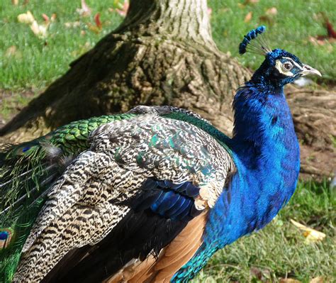 Peacock C Free Stock Photo Public Domain Pictures