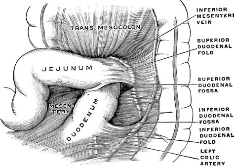 Duodenal Fossae Clipart Etc