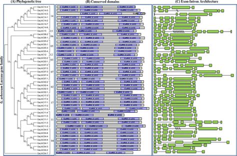 Phylogenetic Conserved Domain And Gene Architecture Analysis Of G Download Scientific Diagram