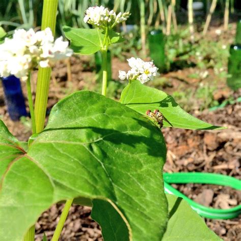— A Ladybug And Two Small Flies Mating On A Leaf Of