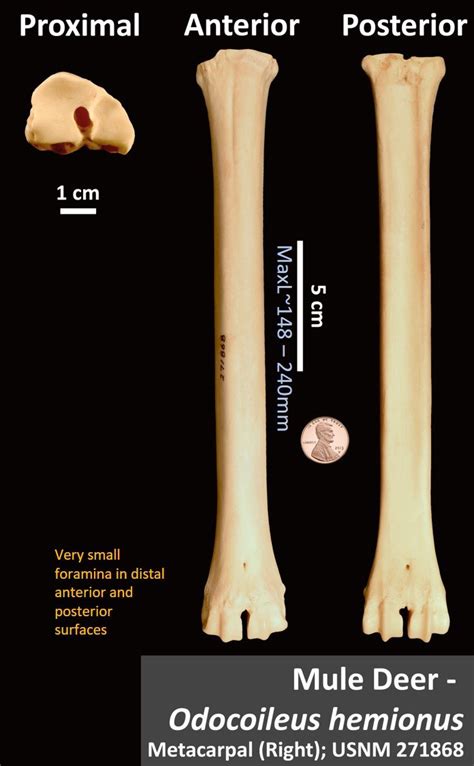 Mule Deer Metacarpal Osteoid Bone Identification
