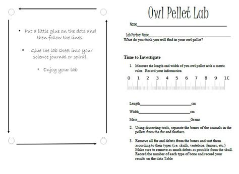 Owl Pellet Lab Amped Up Learning Worksheets Library