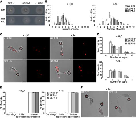 Figure 5 From Spatial Uncoupling Of Mitosis And Cytokinesis During Appressorium Mediated Plant