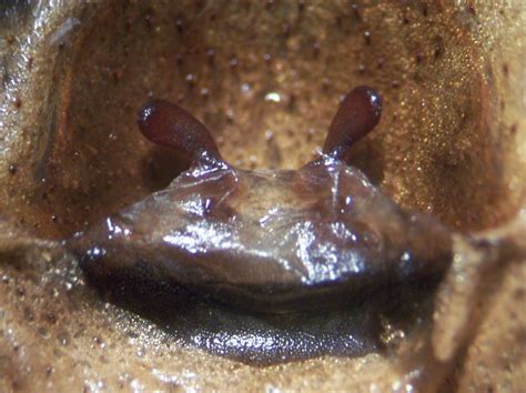 How To Sex Your Tarantula Tarantula Forum