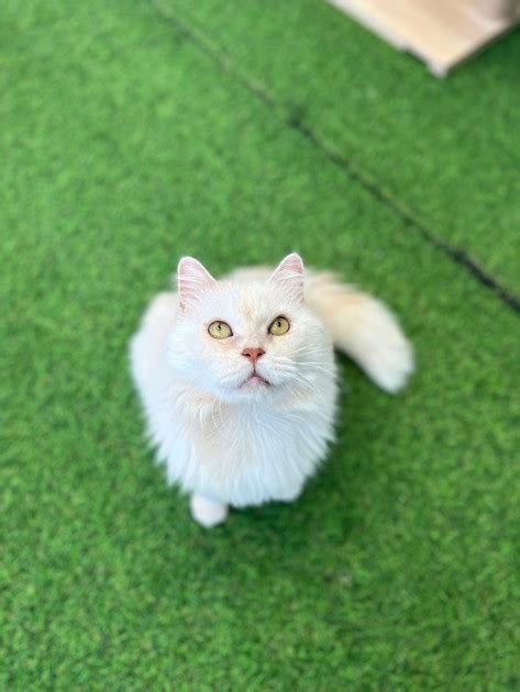 브리티쉬 롱헤어 흰둥이 고양이 책임무료분양♥ 입양완료 아이조아 유기방지입양 파양 강아지보호소 고양이보호소 무료분양센터