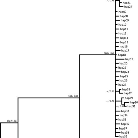phylogram obtained from bayesian inference bi of the combined