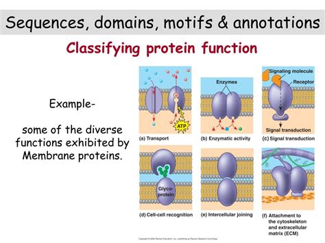 Ppt Bioinformatics Of Proteins Sequence Structure And The ‘symbiosis Between Them