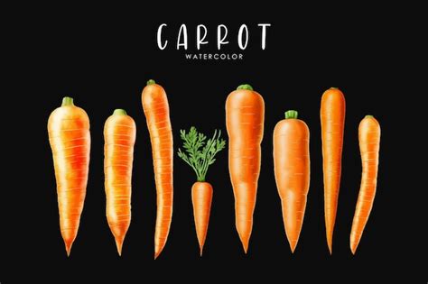 격리 된 검은 배경에 설정 수채화 당근 그림 프리미엄 벡터