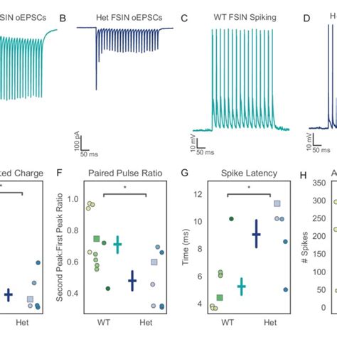 Excitatory Hippocampal Input To Prefrontal Pyramidal Neurons Is Not Download Scientific Diagram