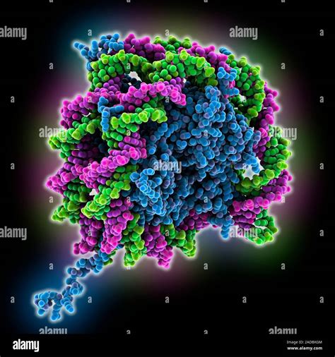 Nucleosome Core Particle Complex Computer Model Showing A Chromatin Nucleosome Core Particle