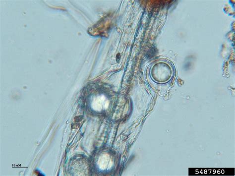 Pythium Diseases Genus Pythium Pringsh