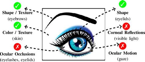 Figure 1 From Deep Prwis Periocular Recognition Without The Iris And Sclera Using Deep Learning