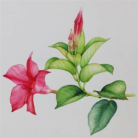 수채화 화분 그림 테리 리 작품