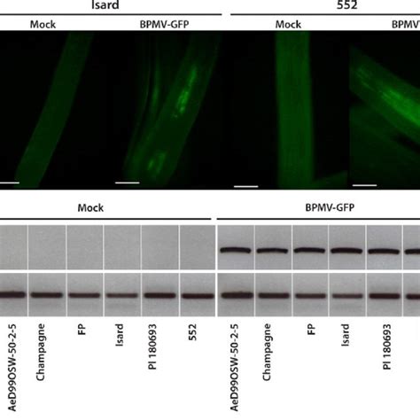 Bean Pod Mottle Virus Bpmv Induced Expression Of The Green Download Scientific Diagram