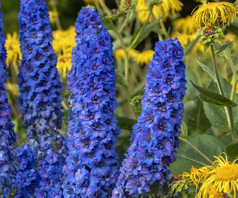 How To Care For Delphinium Plants For Long Lasting Flowers Homes And Gardens
