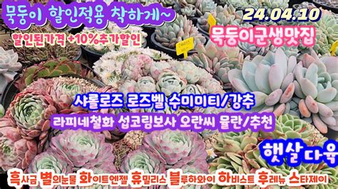 햇살다육1세일된가격추가10총 30세일가로 데려가세요화이트엔젤애플미인레몬베리휴밀리스스타마크별의눈물수미미티