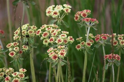 Parsnip Flowered Buckwheat By Finhead4ever On Deviantart
