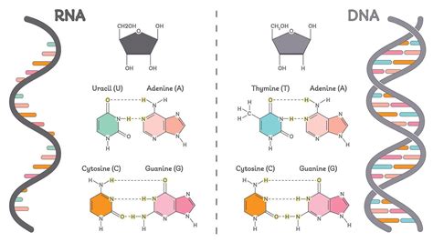 Dna Versus Rna Genomic Educational Diagram 59410491 Vector Art At Vecteezy