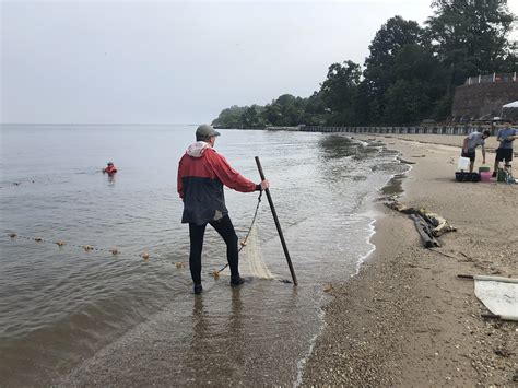 Warm Winters Low Water Flow Are Leading Factors In Poor Striped Bass Spawn