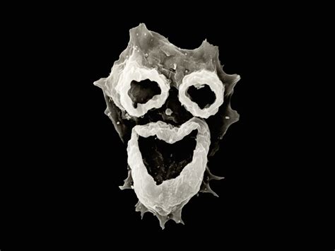 What We Do—and Dont—know About Brain Eating Amoebas National Geographic