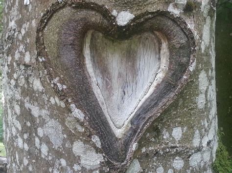 Free Photo Heart Tree Love Nature Romance Free Image On Pixabay