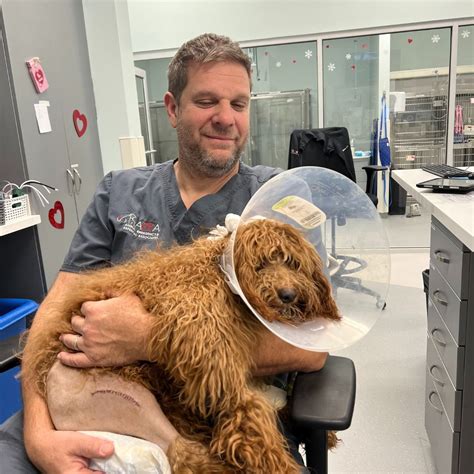 Meet Golden A 7 Month Old Cockapoo With A Heartbreaking Start But A