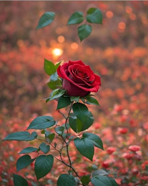 Cleber Da Silva Pereira Posted On Linkedin