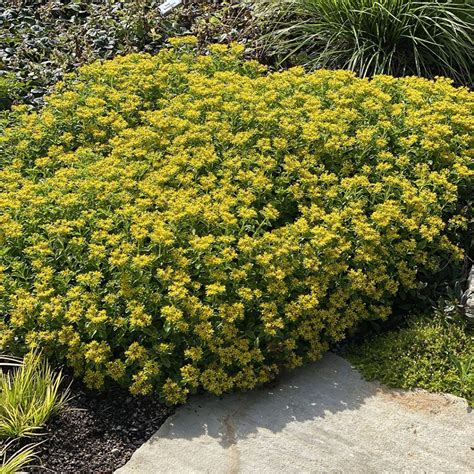 Sedum Kamtschaticum Hocus Pocus