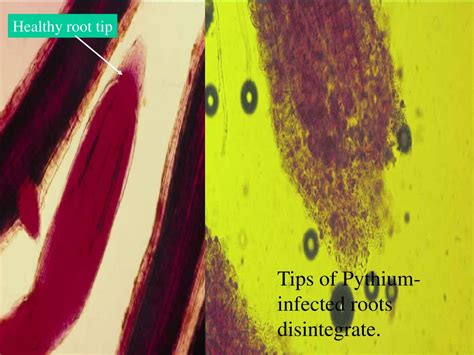 Ppt Pythium Root Rot Pythium Root Dysfunction Powerpoint Presentation Id 4865121
