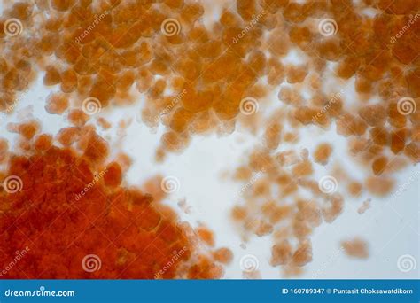 Adipose Tissue Body Fat Simply Fat Is A Loose Connective Tissue Under The Microscopic Royalty