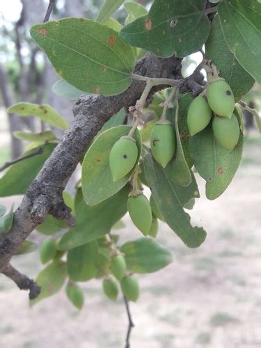 Mistol Sarcomphalus Mistol — Edible Plant Edible Plant Database