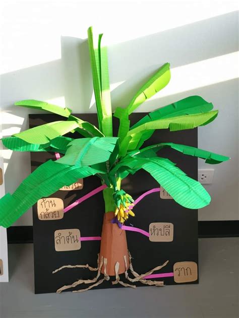 ส่วนประกอบของต้นกล้วย งานฝีมือจากกระดาษ งานฝีมือเด็ก โครงงานคณิตศาสตร์