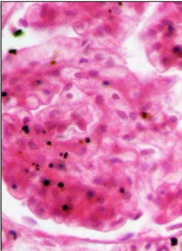Lab Practical 1 Bio 319 Overview Flashcards Quizlet