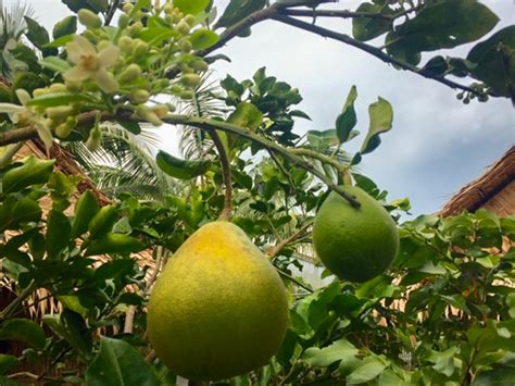 What Is Pomelo Fruit A Guide To This Refreshing Citrus Fruit The Roaming Fork