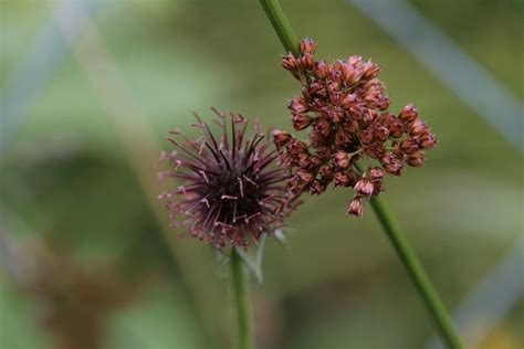 Clove Root Seed Stand Sedge Grass Free Photo On Pixabay Pixabay Clove Root Seed Stand Sedge Grass Free Photo On Pixabay Pixabay